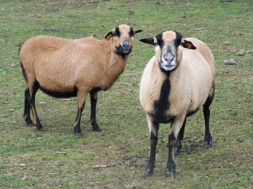 Kamerunske ovce - kmetija24.si