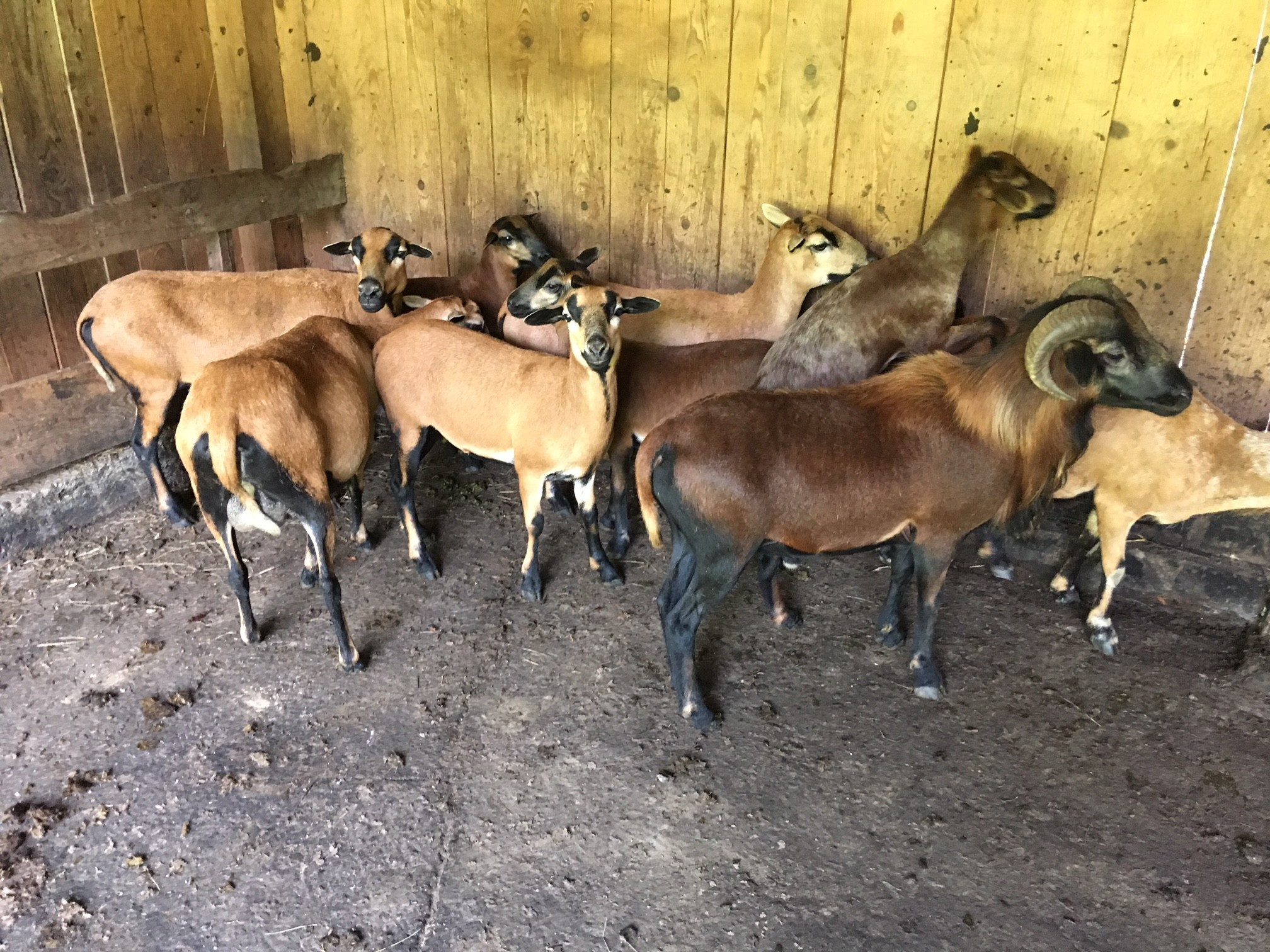 Kamerunske ovce - kmetija24.si