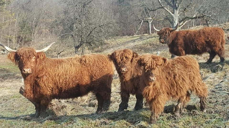 Škotsko govedo - kmetija24.si