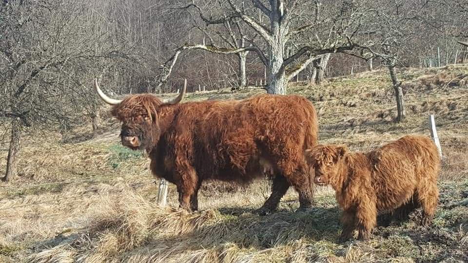 Škotsko govedo - kmetija24.si