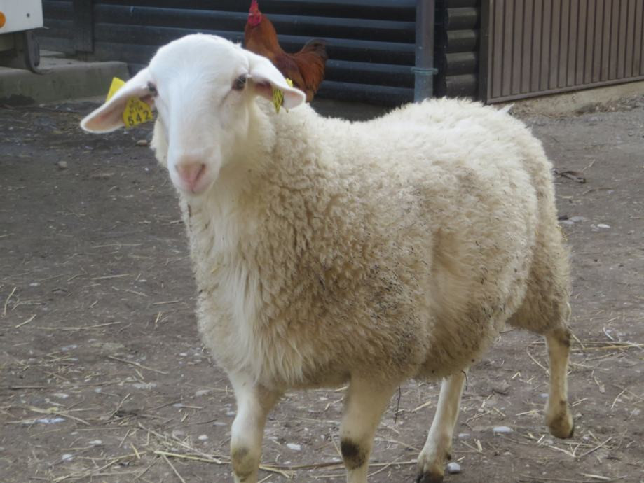 PLEMENSKI OVEN JSR PASME - kmetija24.si